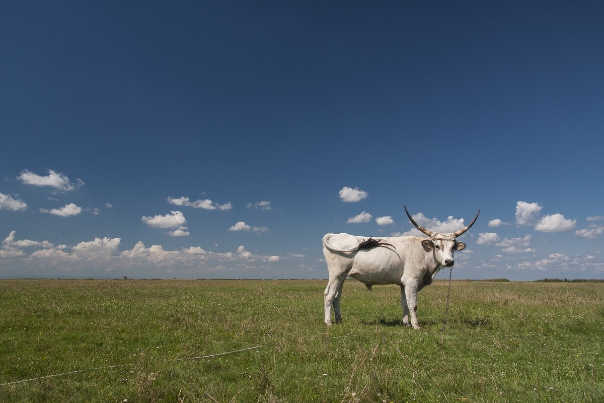 50 éves a Hortobágyi Nemzeti Park - Diaszpóra Felsőoktatási Program